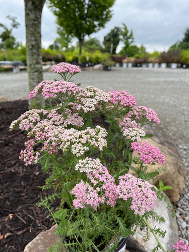 Achillea 'Milly Rock Rose' - Milly Rock Rose Yarrow | Plumline