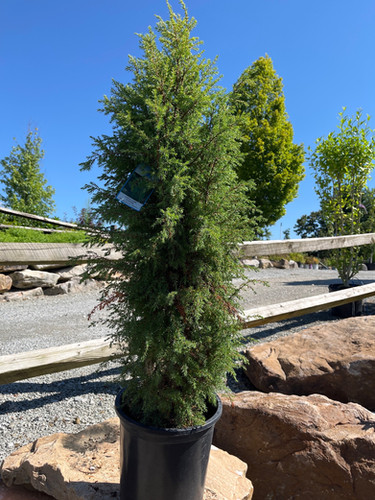 Juniperus communis 'Gold Cone' - Gold Cone Juniper | Plumline