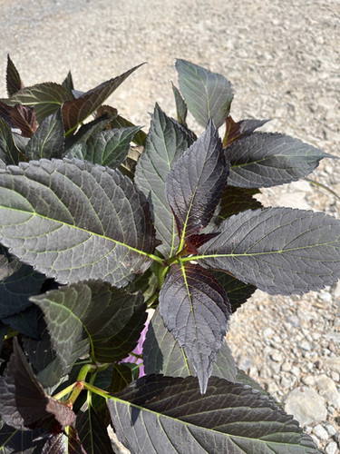 Hydrangea macrophylla 'Eclipse' - Eclipse Bigleaf Hydrangea | Plumline