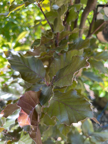 Fagus sylvatica 'Red Obelisk' - Red Obelisk Columnar European Beech ...