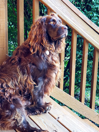 The 'Fabio of Hunting Dogs' Finds His Luxurious Locks are Magnets for ...