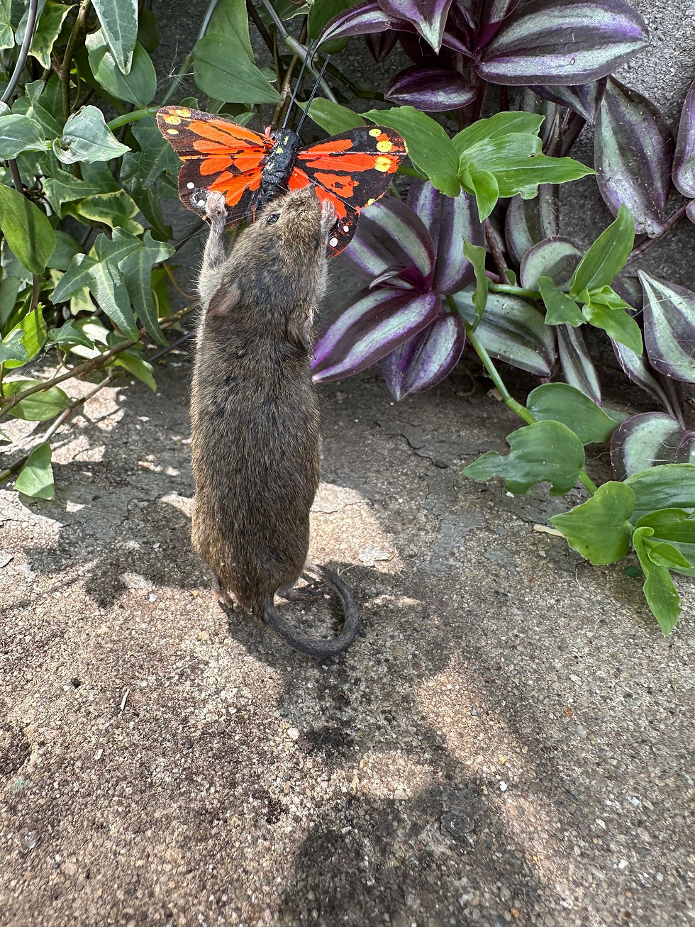 Oddities | Fur Pelts