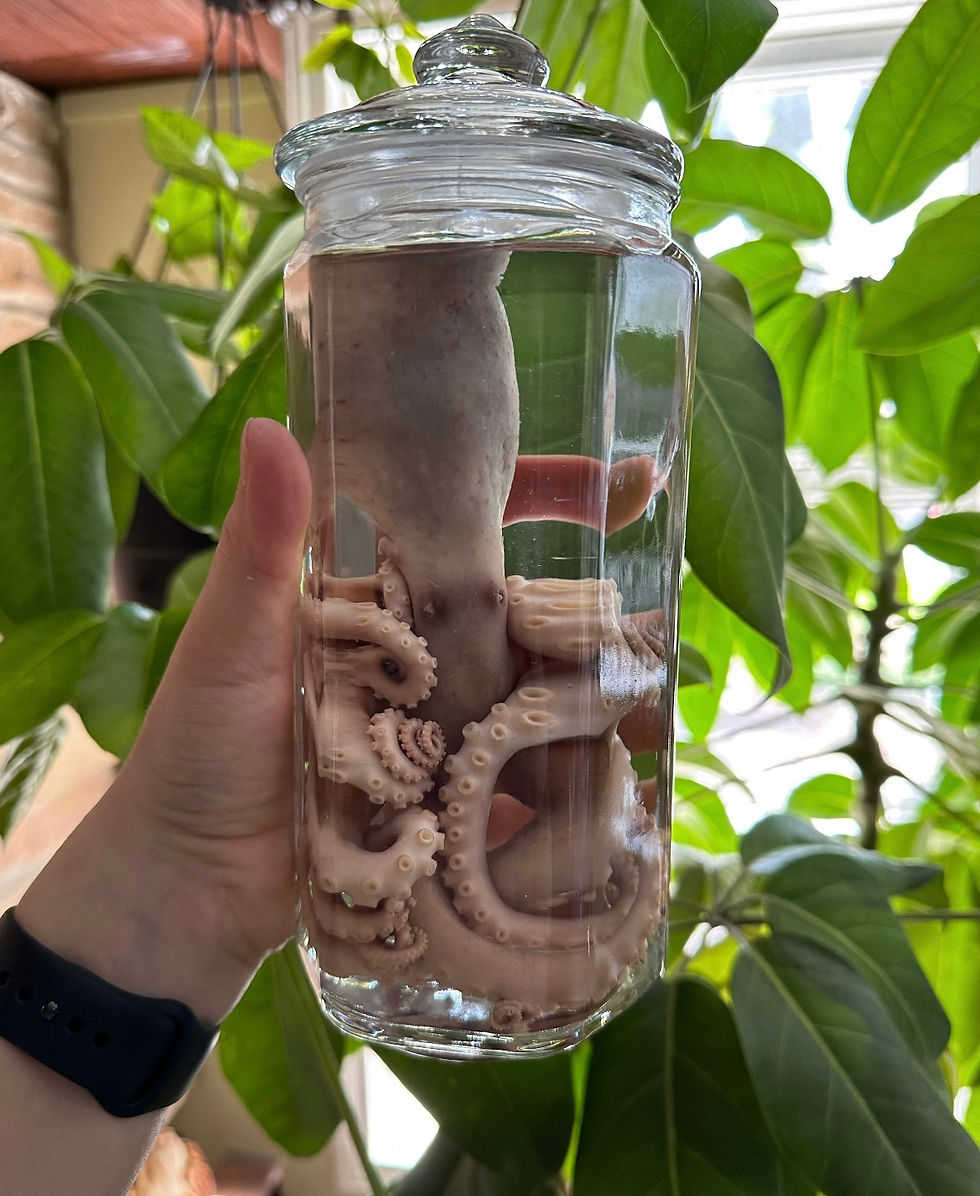 Wet Specimen Octopus | Fur Pelts
