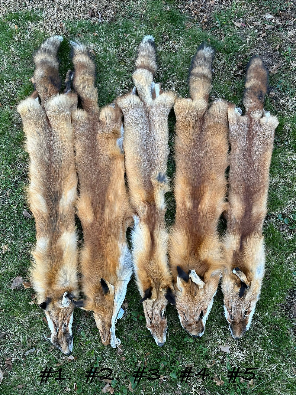 Foxes | Fur Pelts