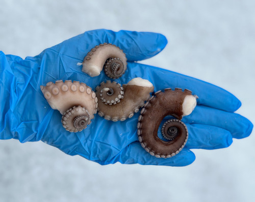 XL Wet Specimen Octopus Tentacles Wholesale Set | Fur Pelts
