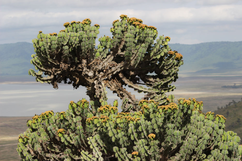 Plant Love in The Lion King