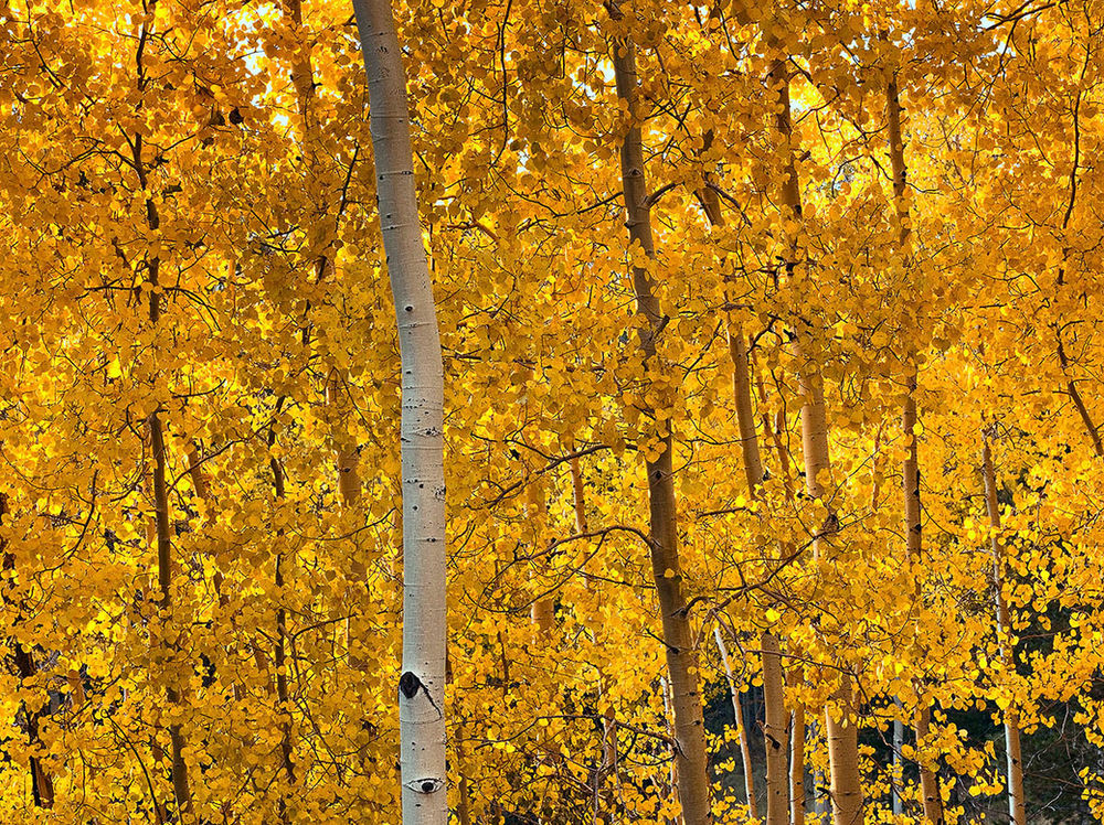 The Stanley Tree