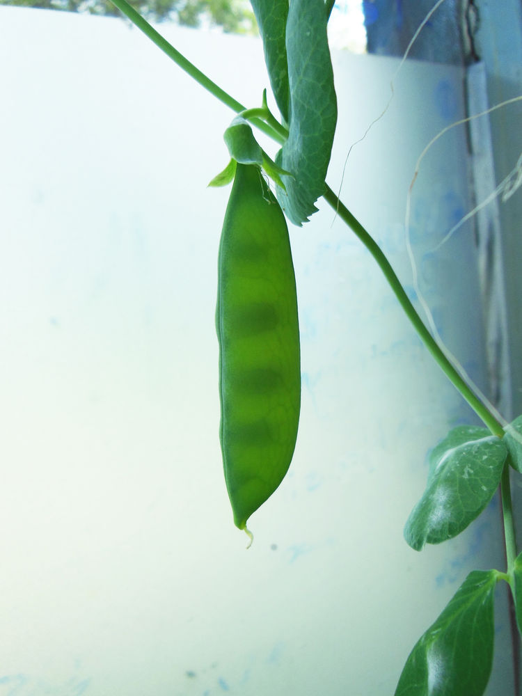 ALVERJAS (Pisum sativum)