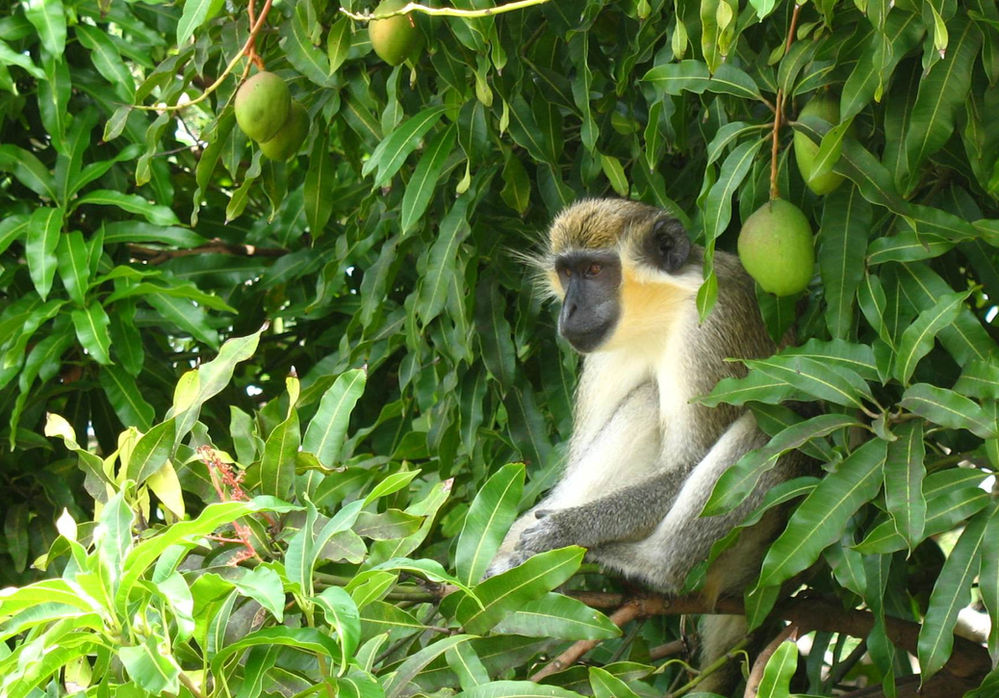 Monkeys, Mangoes and Climate Change