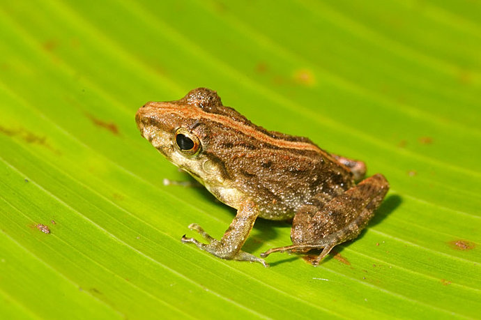 Ranas de Costa Rica
