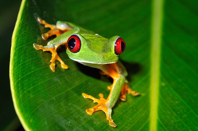 Ranas de Costa Rica