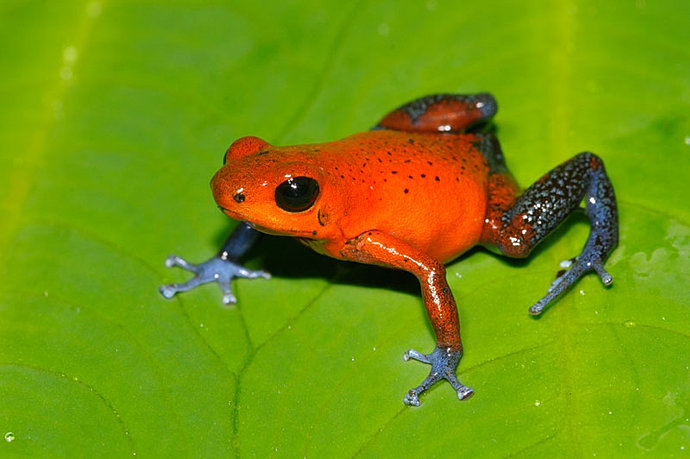 Ranas de Costa Rica