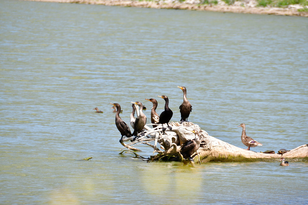 Strike A Pose -- There Is One Odd Duck In Every Group