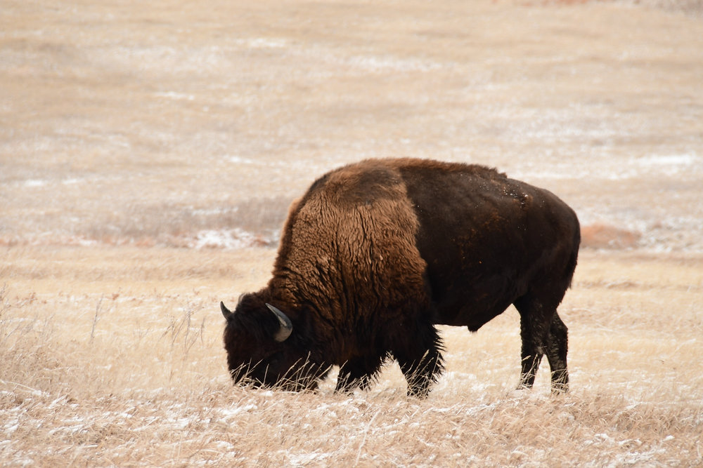 Did You Ever Wonder Why They Are Named The Bills?
