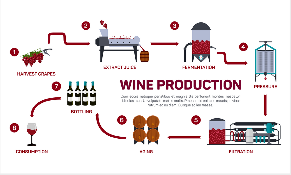 The Life Cycle of a Wine Grape: From Planting to Harvest to Bottle