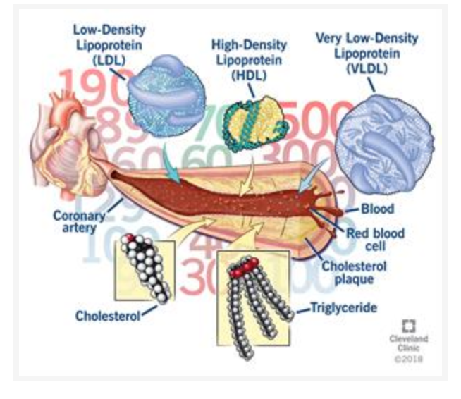 Cholesterol Numbers: What Do They Mean