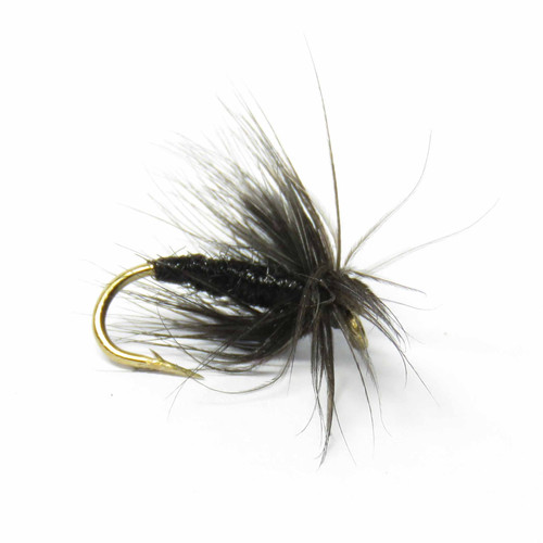 Black Spider | Flycatcher