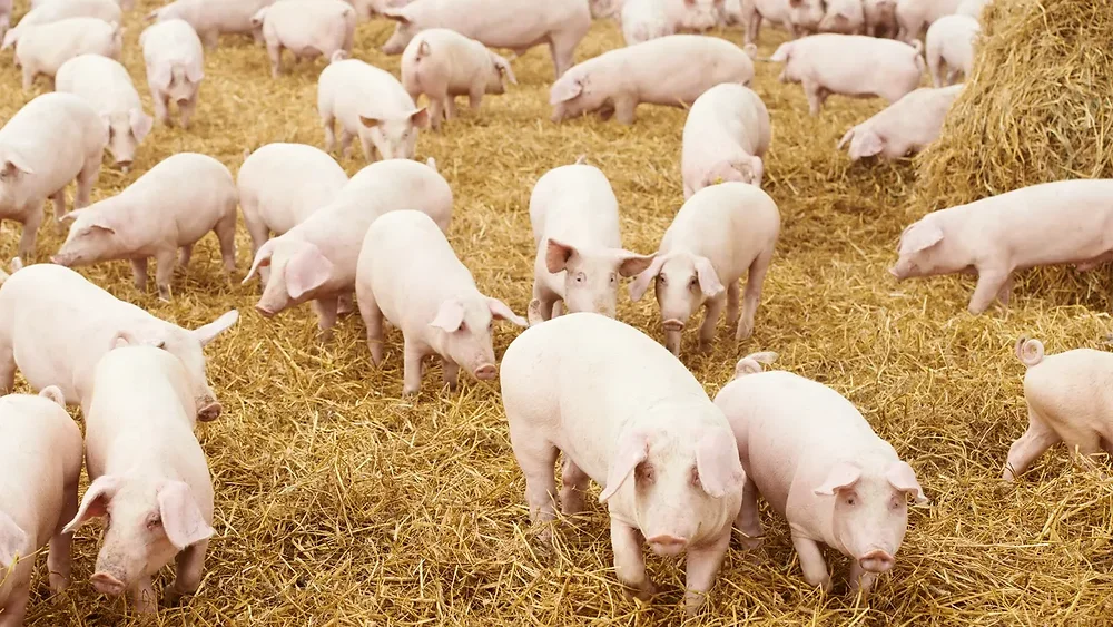 Is Owning a Hog Farm Profitable? Here’s What You Need to Know