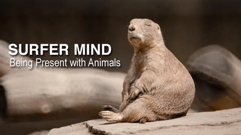 Surfer Mind: Being Present With Animals | Animal Mindfulness Surfer Mind: Being Present With Animals | Animal Mindfulness