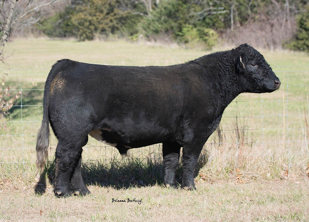 Madison Livestock – Indiana