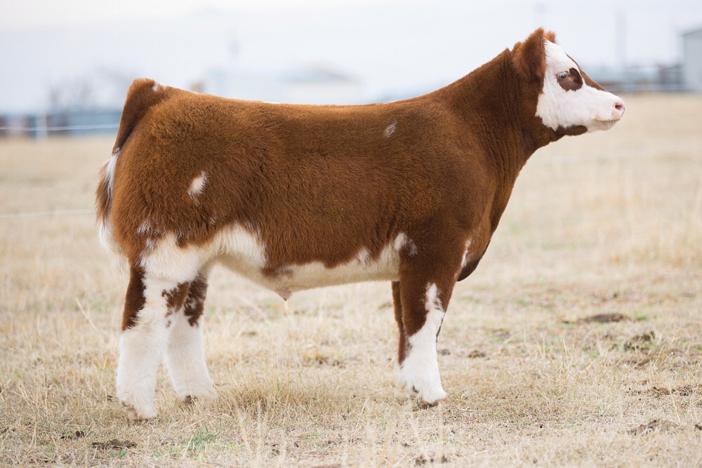 From Justin Cline – Oklahoma