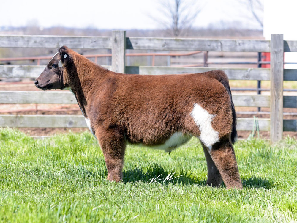 Rife Show Cattle – Ohio