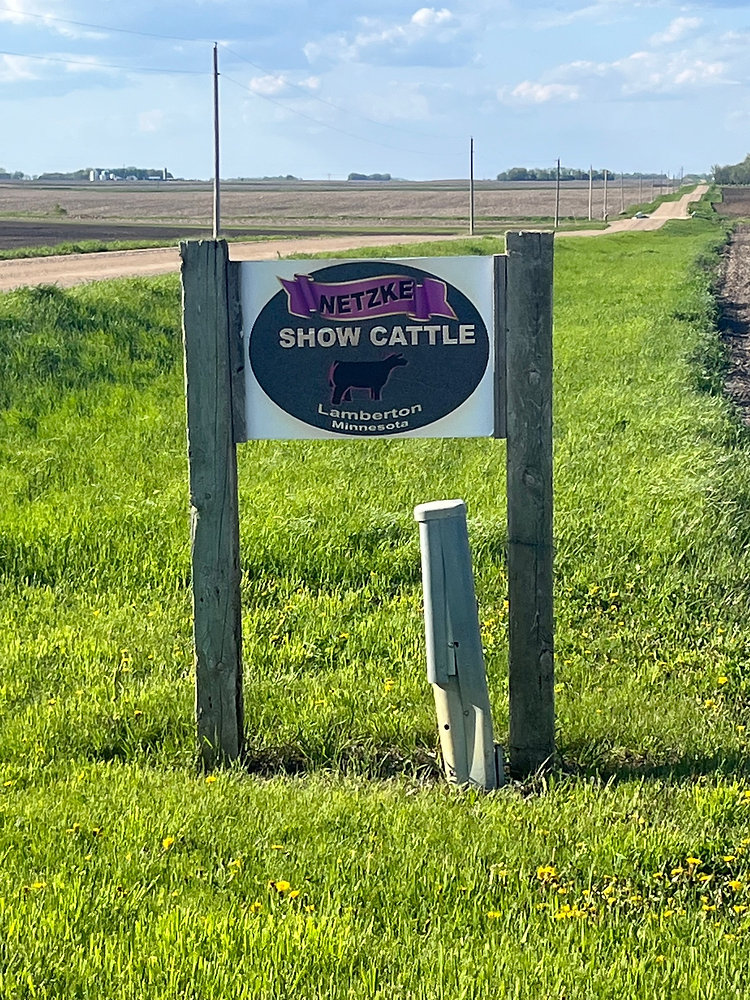 Netzke Show Cattle - Minnesota