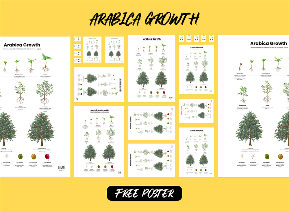 Arabica Coffee Tree Growth Poster
