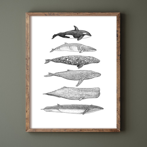 6 Cetacean Species of the Pacific | Hello Yellow Canary