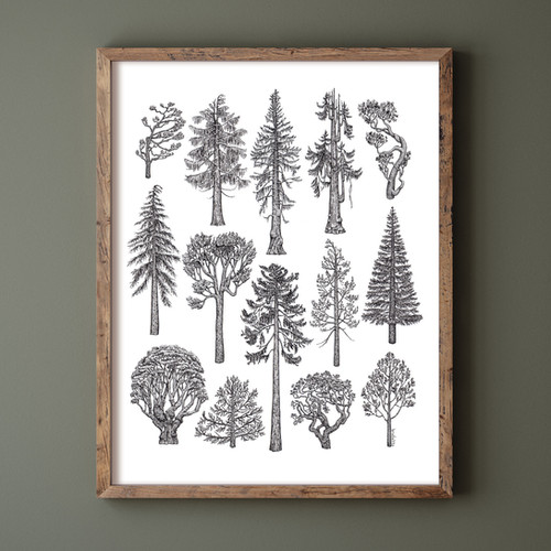Trees of Cascadia Print - Vancouver Island Species | Hello Yellow Canary
