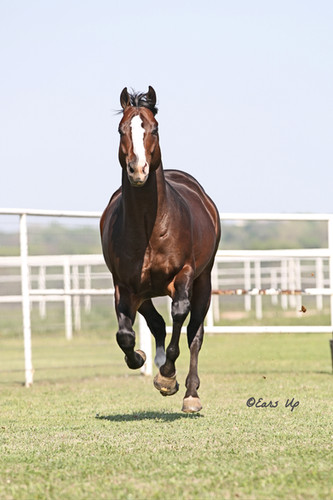 PURCHASE - IM A FANCY PYC | silver-spurs-equine