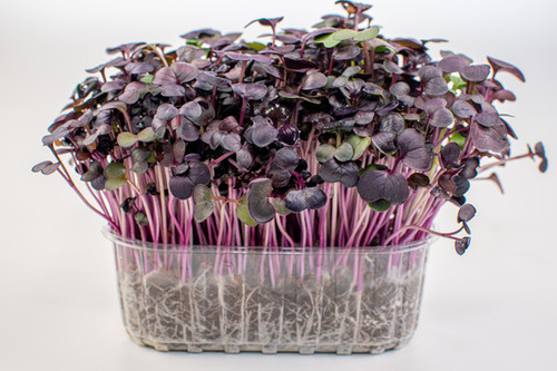 Rabanete Roxo | MICROVIVOS