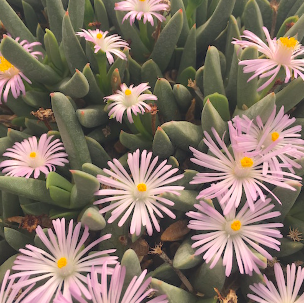 Ruschia | Vivero Miraflores