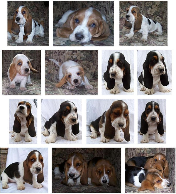 Previous Puppies | Appalachian Basset Hounds