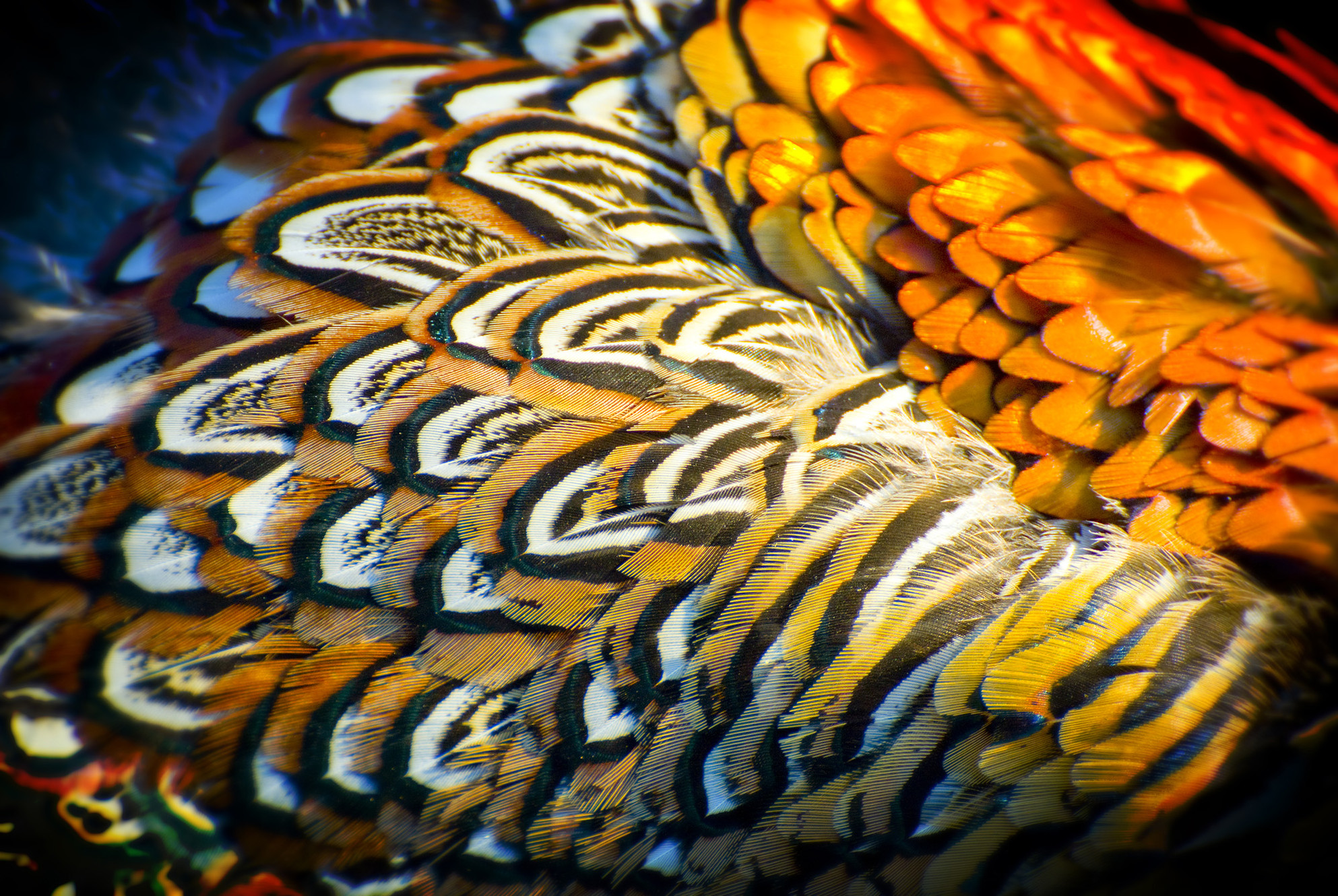 PHEASANT HUNTING VACATIONS | Pheasant Hunting Scotland