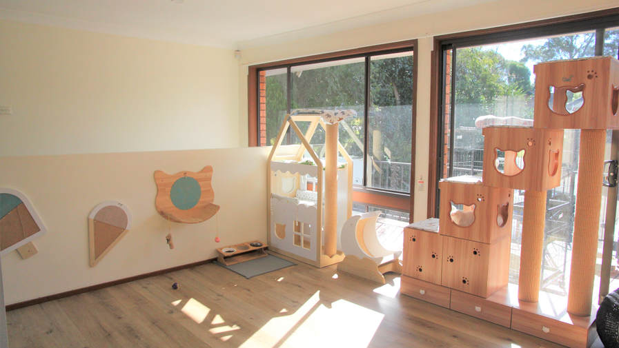 Furrytail Cattery | British Shorthair | Australia