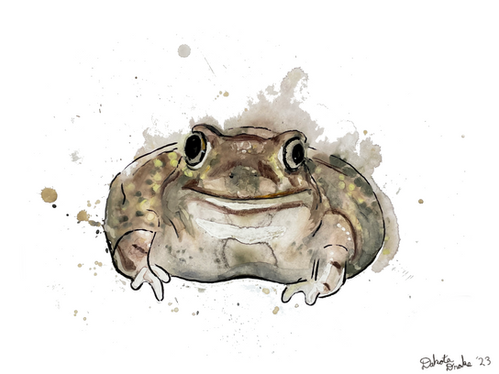 New Mexico Spadefoot Toad, Watercolor Print | Art by Dakota Drake
