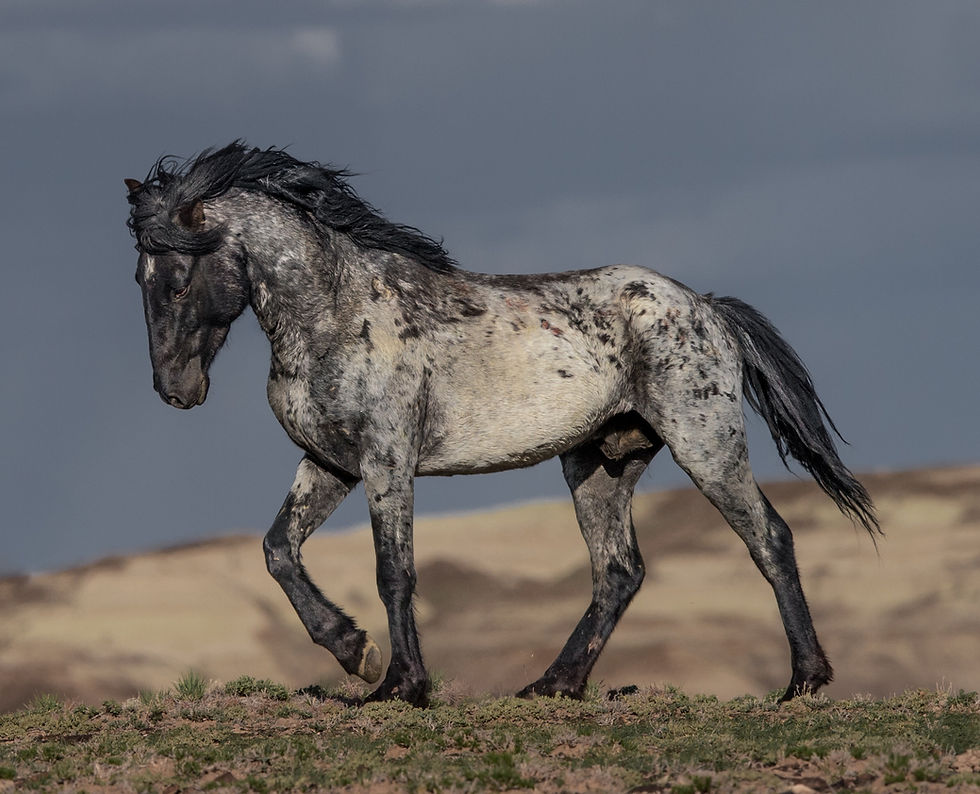 WILD MUSTANG | WilsonAxpe.com