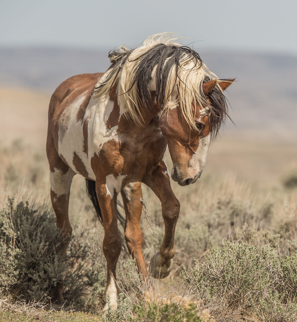 PICASSO - MUSTANG ICON | WilsonAxpe.com