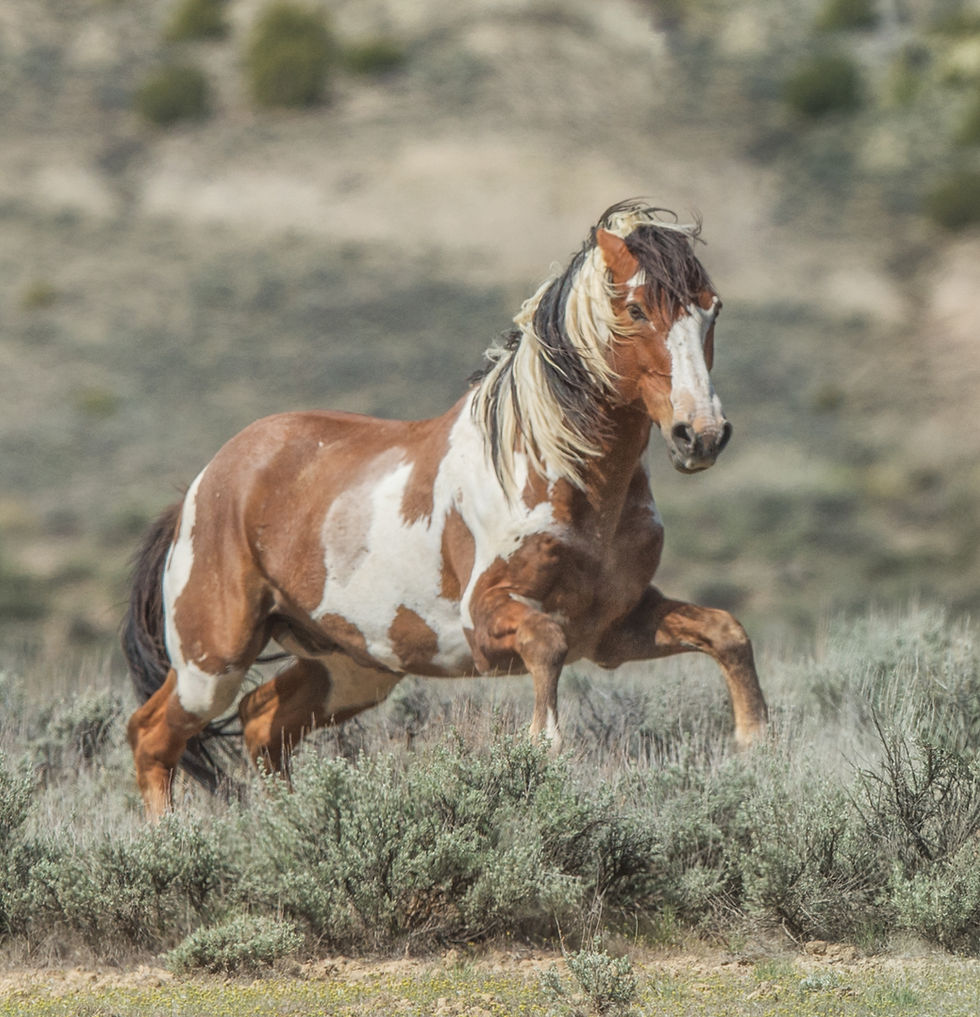 PICASSO - MUSTANG ICON | WilsonAxpe.com