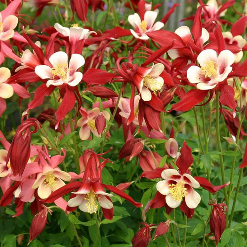Columbine 'Red Hobbit' (AQUILEGIA Caerulea-Hybr. 'Red Hobbit') | Gnome Home & Garden