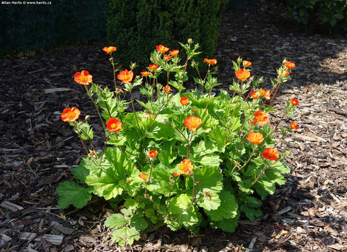 Geum 'Koi(GEUM coccineum 'Koi') | Gnome Home & Garden