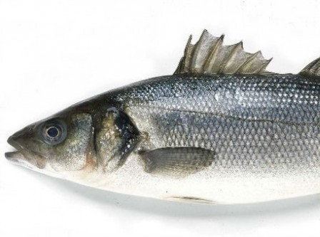 Robalo 200/300 Inteiro Congelado | mundodoscongelados