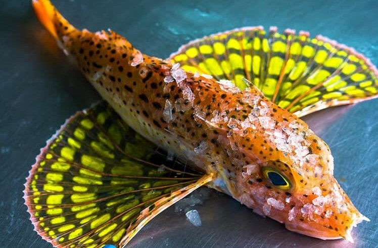 Fresh Seafood | Four Star Seafood and Provisions | San Francisco