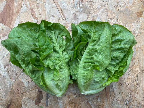 Baby Gem Lettuce | Carterfruitandveg