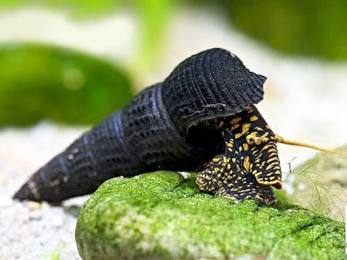 YELLOW SPOTTED RABBIT SNAIL TYLOMELANIA 5cm | Discount Aquatics