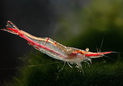 PINOCCHIO SHRIMP Caridina Gracilirostris 1.7CM | Discount Aquatics