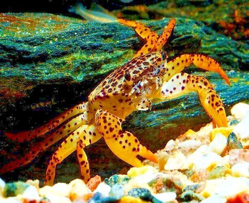 Panther Crab - (Leopard Crab) | Discount Aquatics