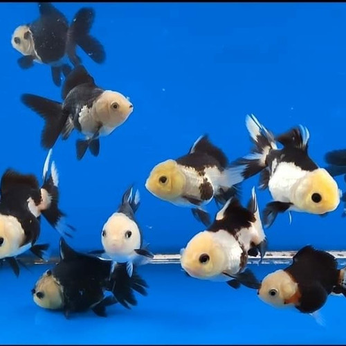 Panda Oranda Fantail Goldfish 5cm | Discount Aquatics