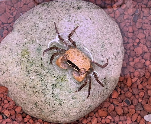 EMERALD GREEN VAMPIRE CRAB - GEOSESARMA SP | Discount Aquatics